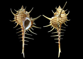 骨螺总科 Muricacea 蓝色动物学（中国动物学科普）